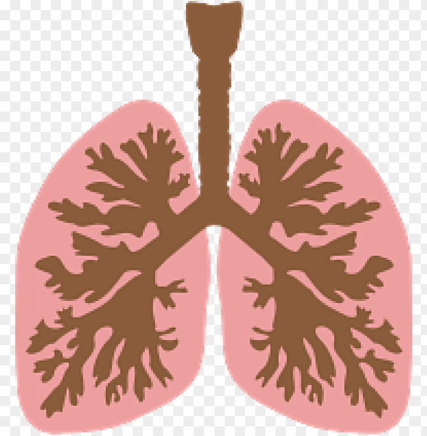 Free download | HD PNG lungs and bronchus PNG transparent with Clear ...