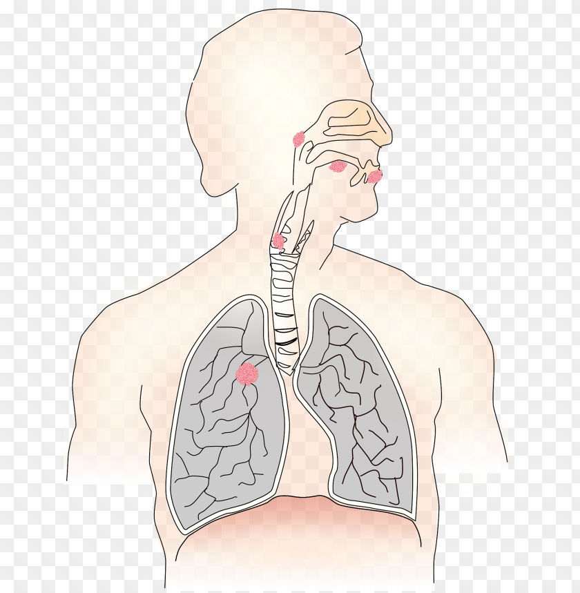 Free download | HD PNG lungs and respiratory system PNG transparent ...