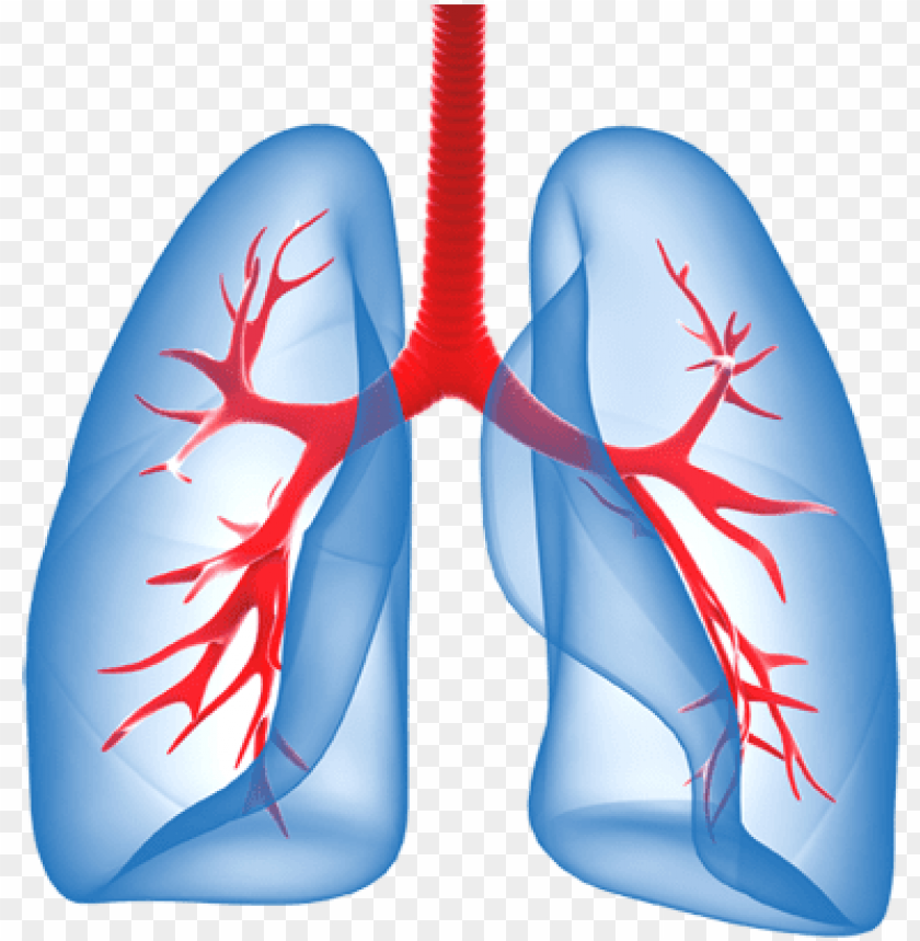 Free download | HD PNG lungs png file lungs PNG transparent with Clear ... Free download | HD PNG lungs png file lungs PNG transparent with Clear ...