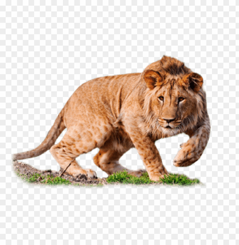 Free download | HD PNG львы PNG transparent with Clear Background ID ...