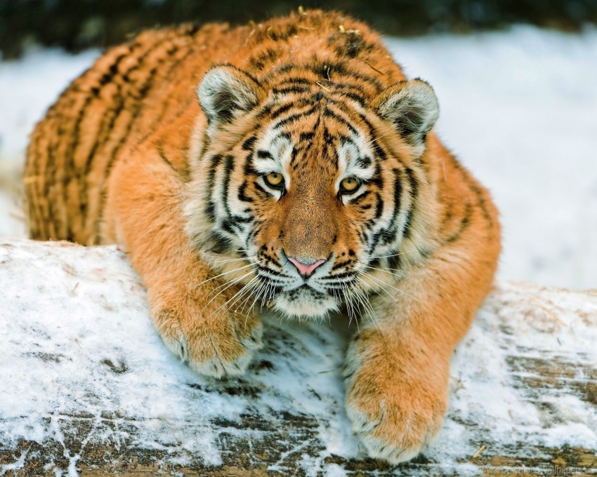 Free download | HD PNG lying predator snow tiger cub wallpaper ...