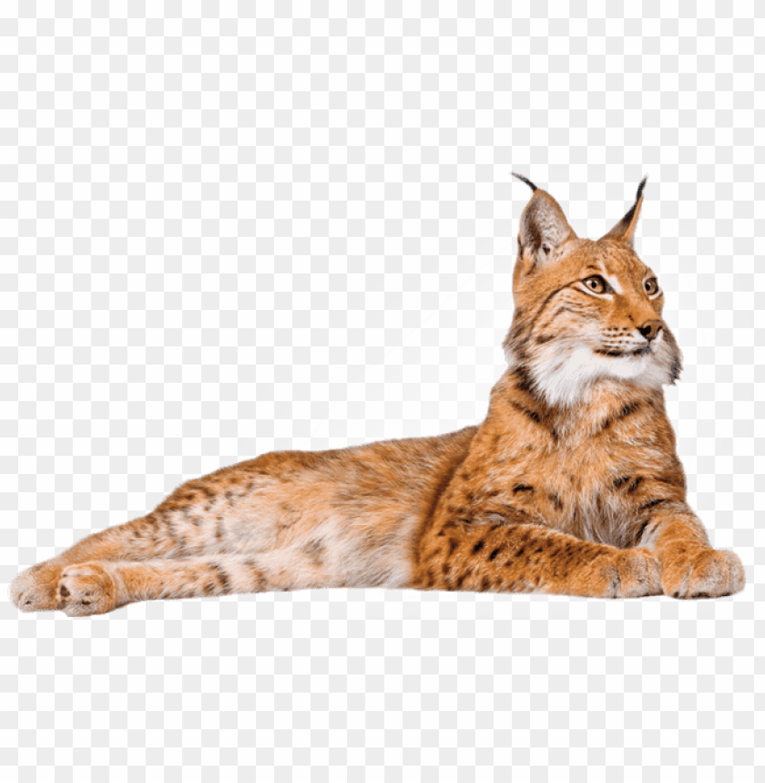 Free download | HD PNG lynx lying down png images background - Image ID ...