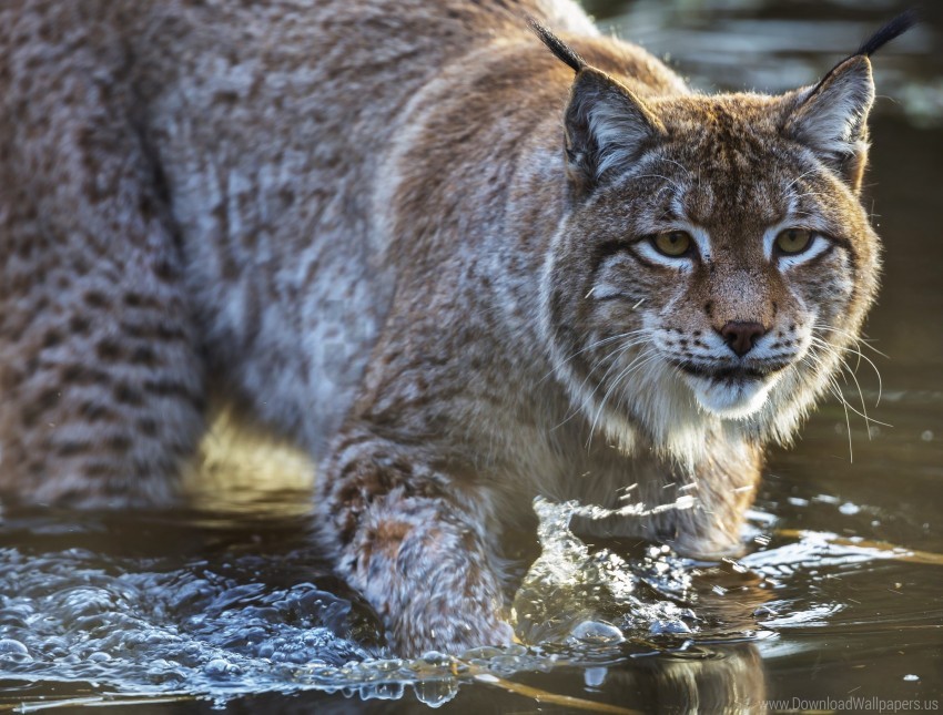 Free download | HD PNG lynx muzzle predator water wallpaper background best stock photos - Image ...