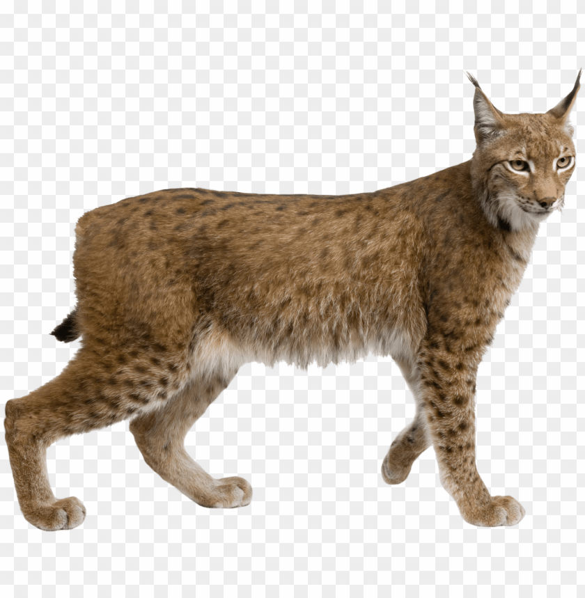 Free download | HD PNG lynx png picture lynx standi PNG transparent ...