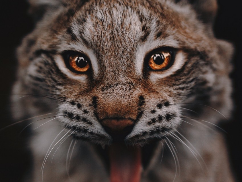 Free download | HD PNG lynx predator big cat glance eyes 4k wallpaper | TOPpng