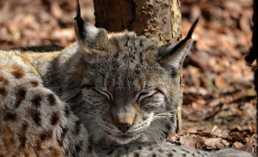 Free download | HD PNG lynx predator sleeping snout snow spotted wallpaper background best stock ...