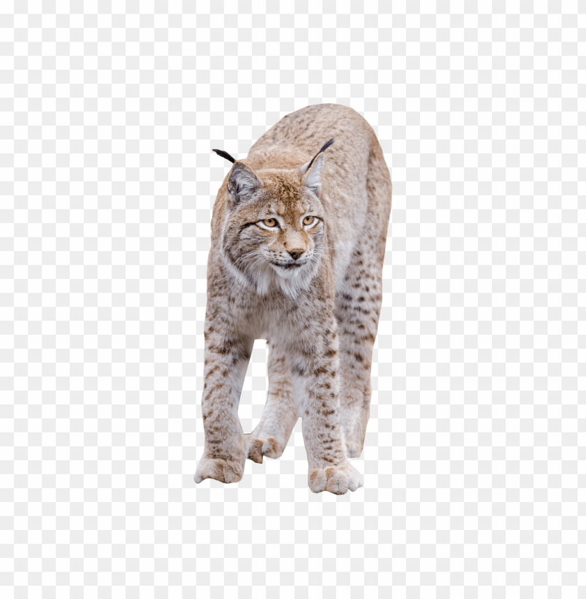 Lynx Png Lynx Cat cutout PNG & clipart images | TOPpng