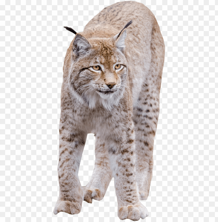Free download | HD PNG lynx standing png image cat png high quality PNG ...