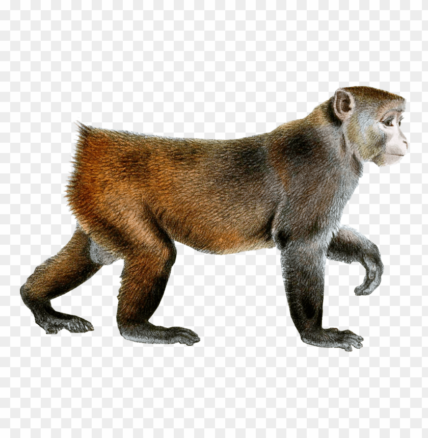 Free download | HD PNG macaque | TOPpng