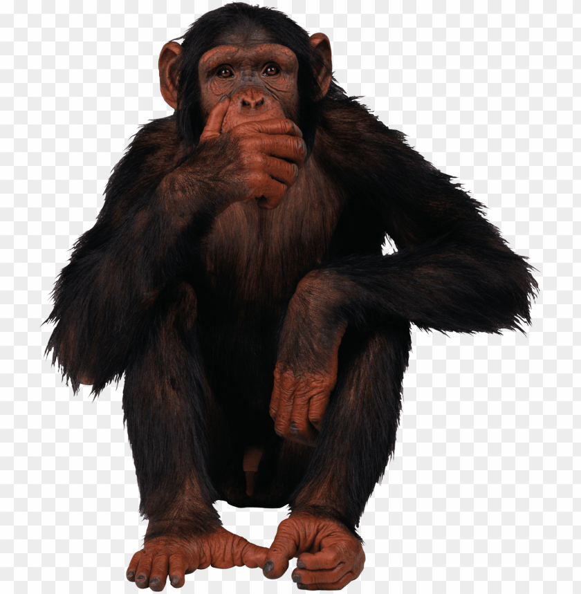 Free download | HD PNG macaque free desktop | TOPpng