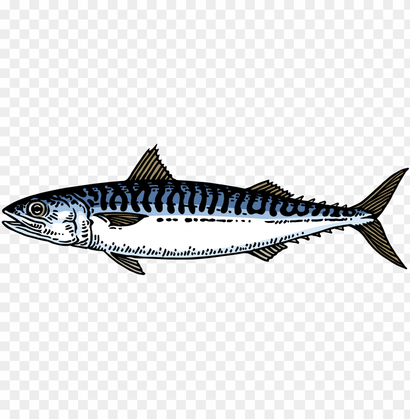 Free download | HD PNG mackerel atlantic mackerel PNG transparent with ...