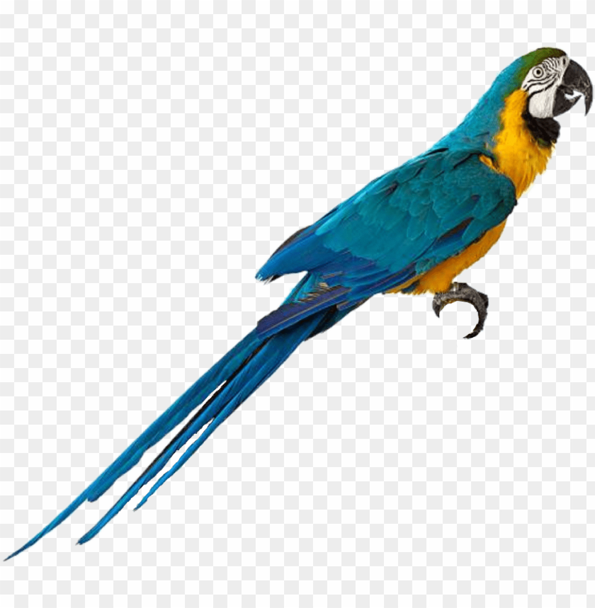 Free download | HD PNG macow bird PNG transparent with Clear Background ...