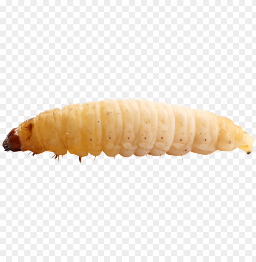 Free download | HD PNG maggot png larva PNG transparent with Clear ...