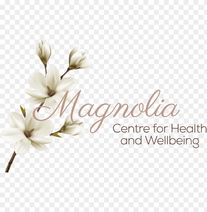 Free download | HD PNG magnolia PNG transparent with Clear Background ...