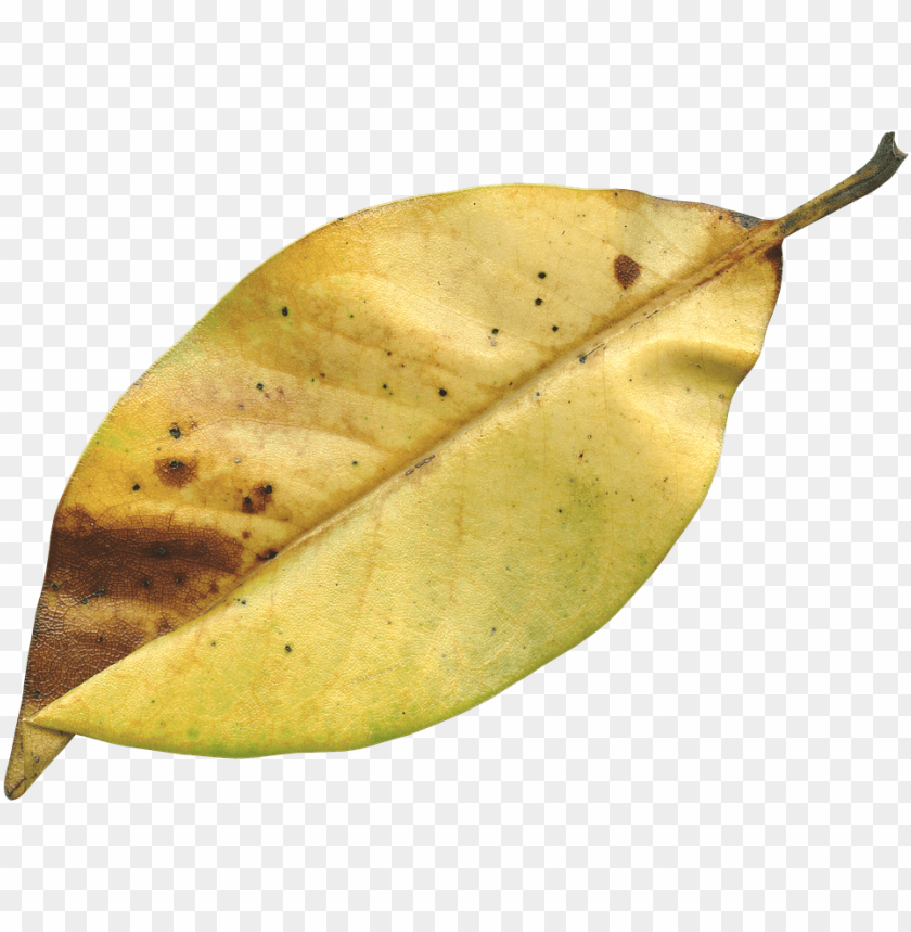 Free download | HD PNG magnolia leaf fall autumn season nature natural ...
