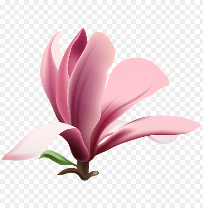 Free download | HD PNG PNG image of magnolia transparent with a clear ...