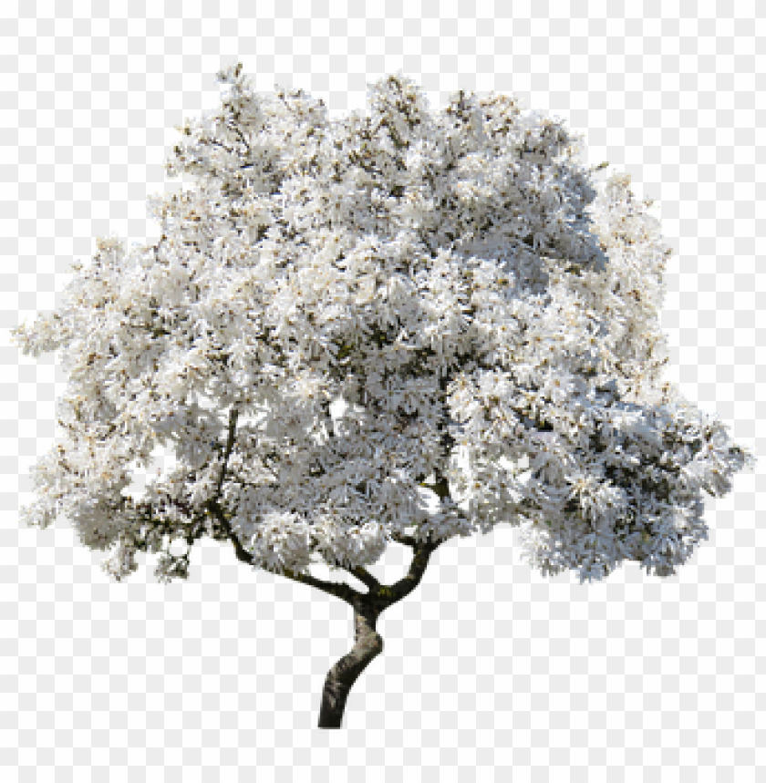 Free download | HD PNG magnolia tree PNG image with transparent ...