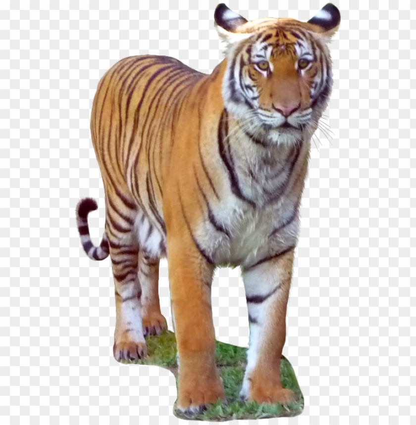 Free download | HD PNG malayan tiger malayan tiger transparent ...