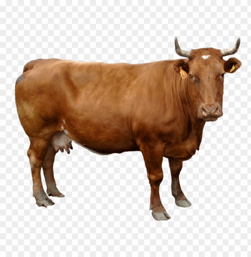 Free download | HD PNG brown cow standing png | TOPpng
