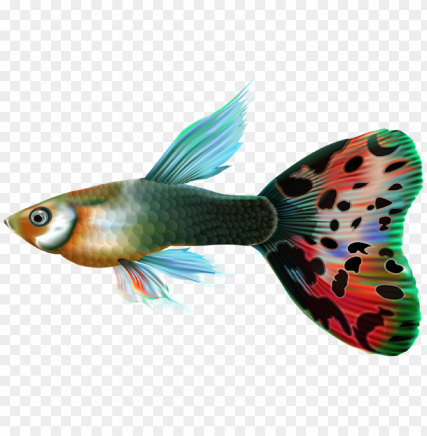 Free download | HD PNG male guppy fish png clipart png photo - 54096 ...