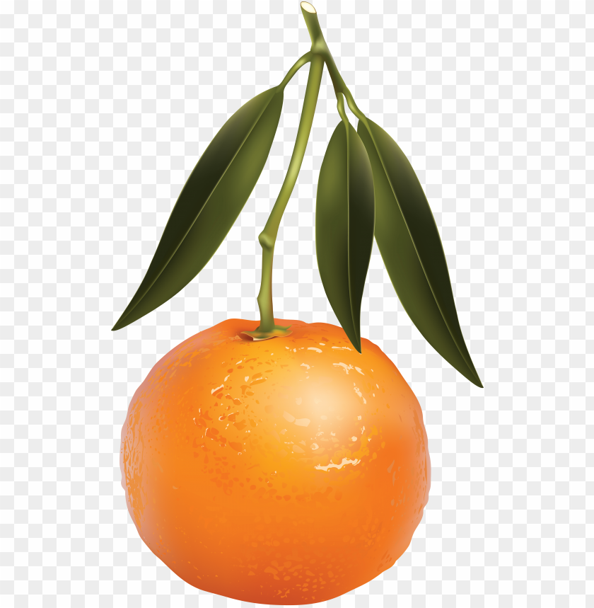 Free download | HD PNG mandarin orange with green stem and smooth peel ...