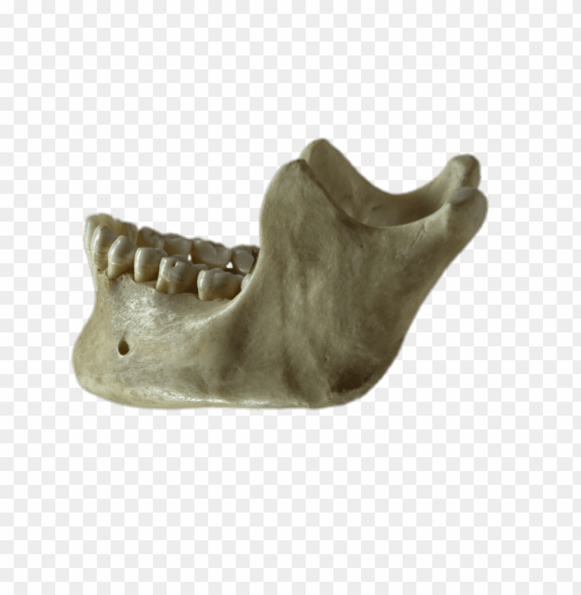 Free download | HD PNG Transparent background PNG image of mandible ...
