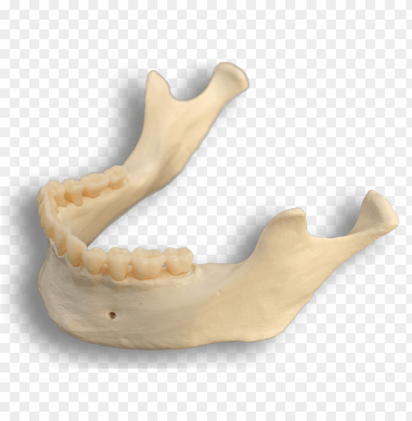Free download | HD PNG Transparent background PNG image of mandible ...