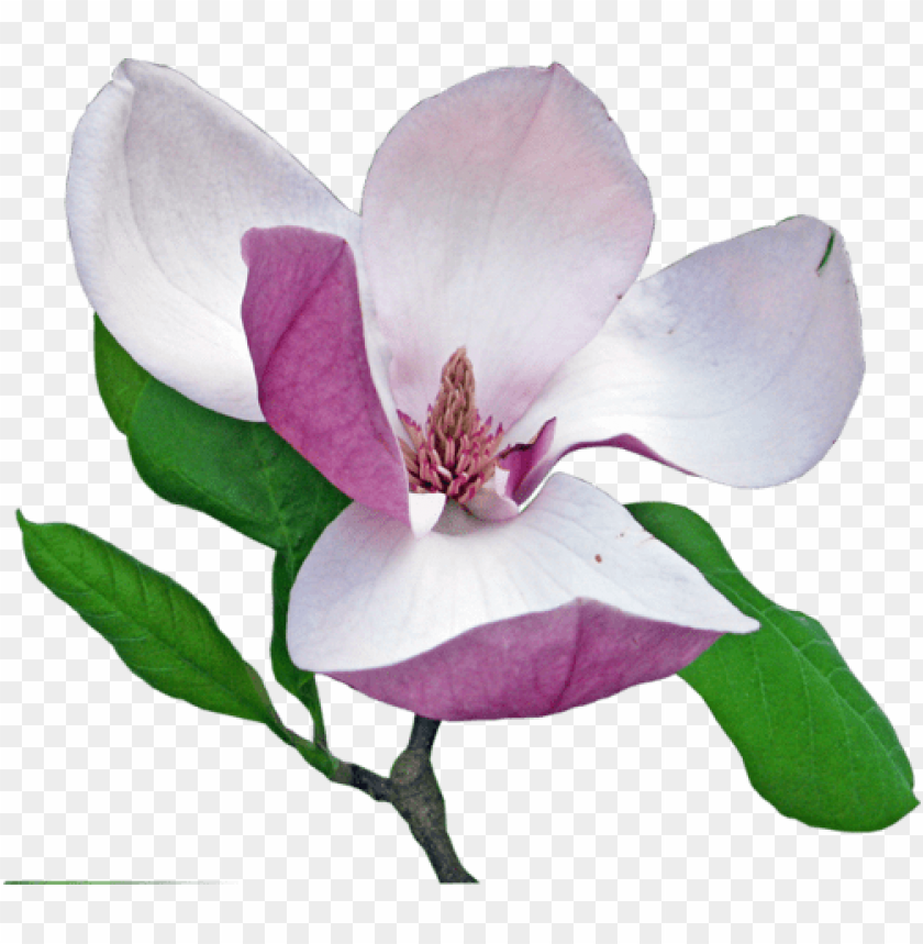 Free download | HD PNG manolya PNG transparent with Clear Background ID ...