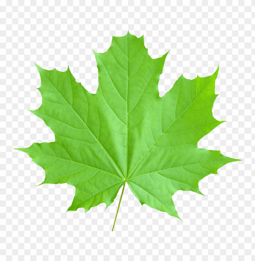 Free download | HD PNG PNG image of maple leaf with a clear background ...