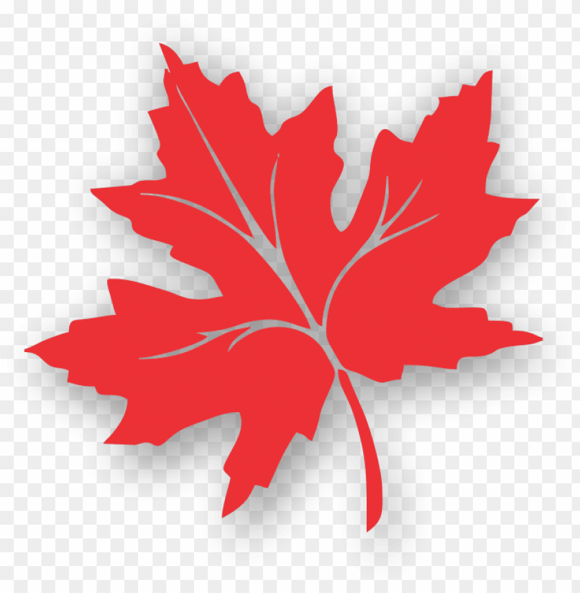 Free download | HD PNG maple leaf clipart kashmir red leaf of chinar ...