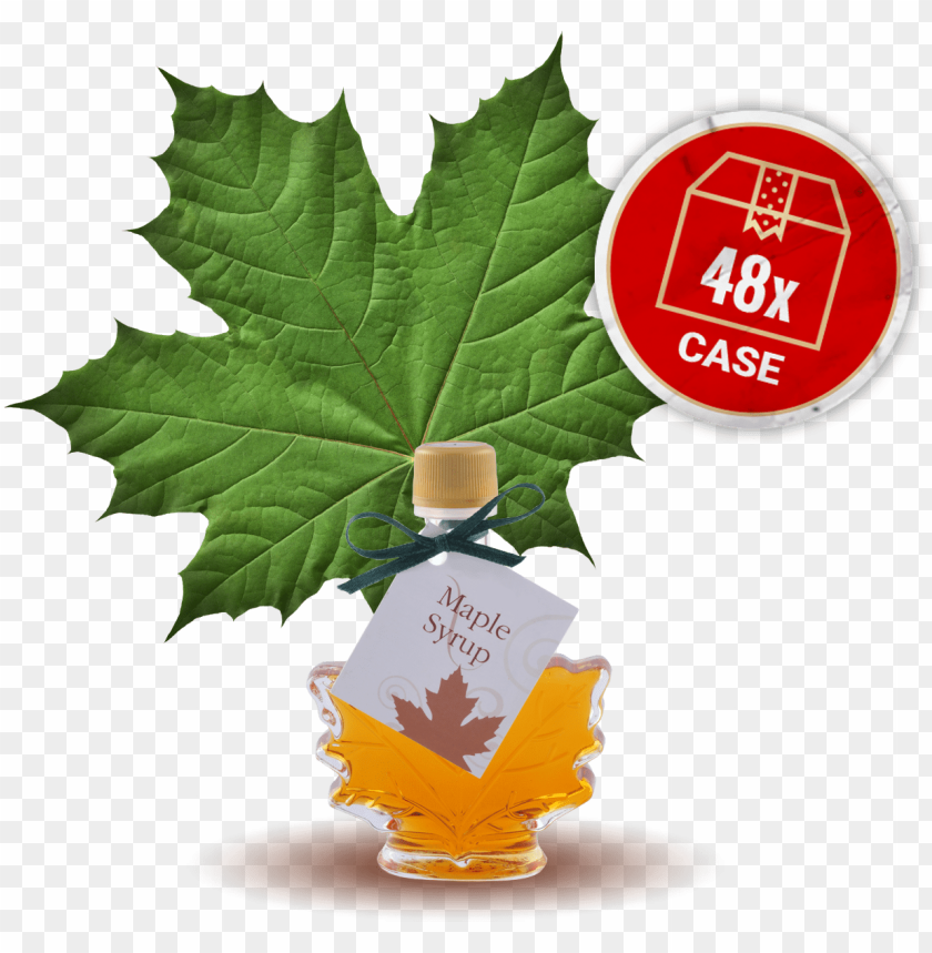 Free download | HD PNG maple syrup small maple leaf bottle 48 x bottles ...