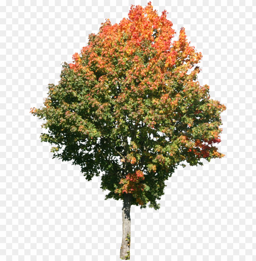 Free download | HD PNG maple tree png clipart black and white library ...