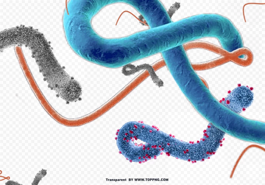 Free download | HD PNG marburg virus png - Image ID 489202 | TOPpng