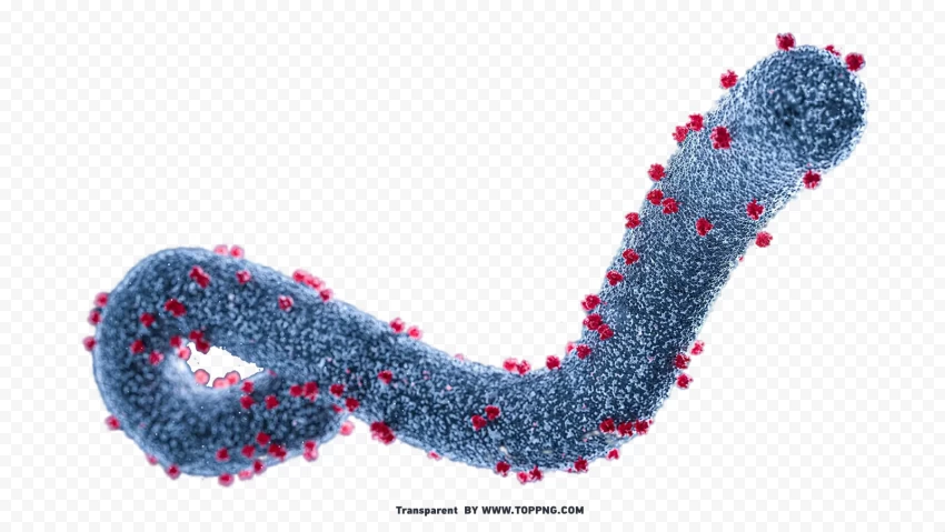 Free download | HD PNG marburg virus transparent background image ...