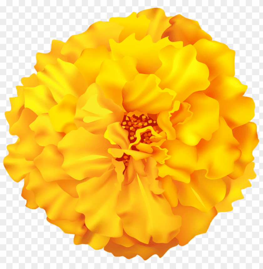 Free download | HD PNG PNG image of marigold flower with a clear ...