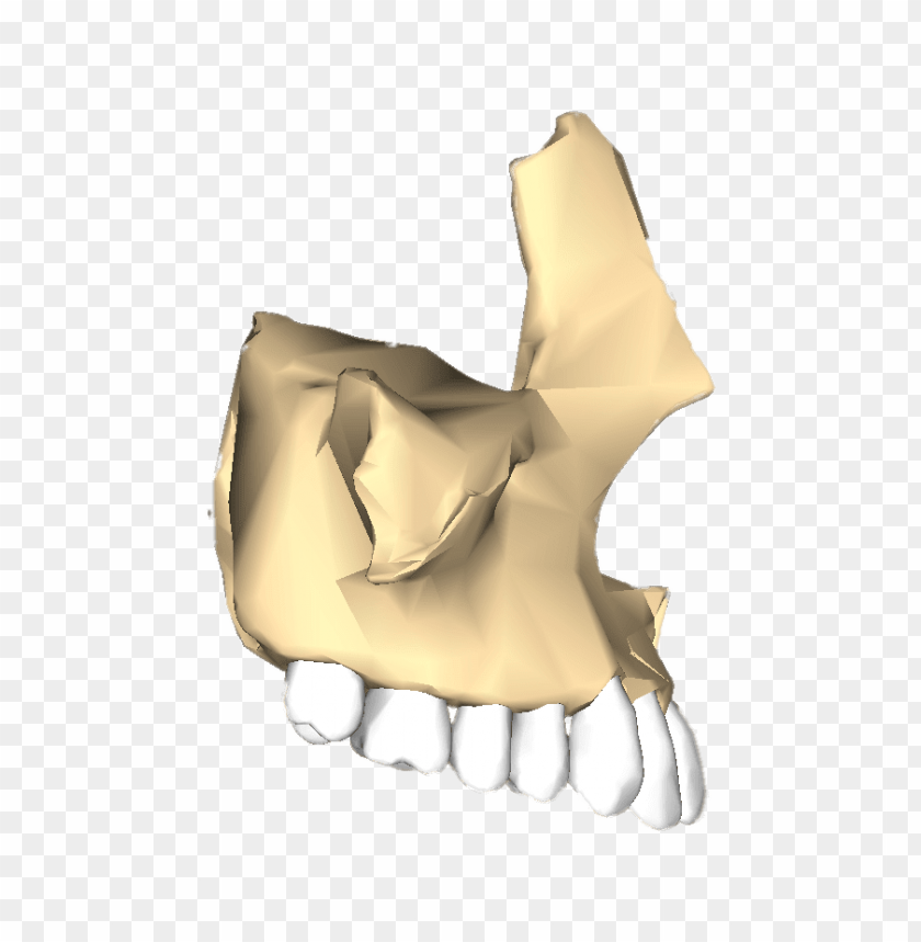 Free download | HD PNG Transparent background PNG image of maxilla ...