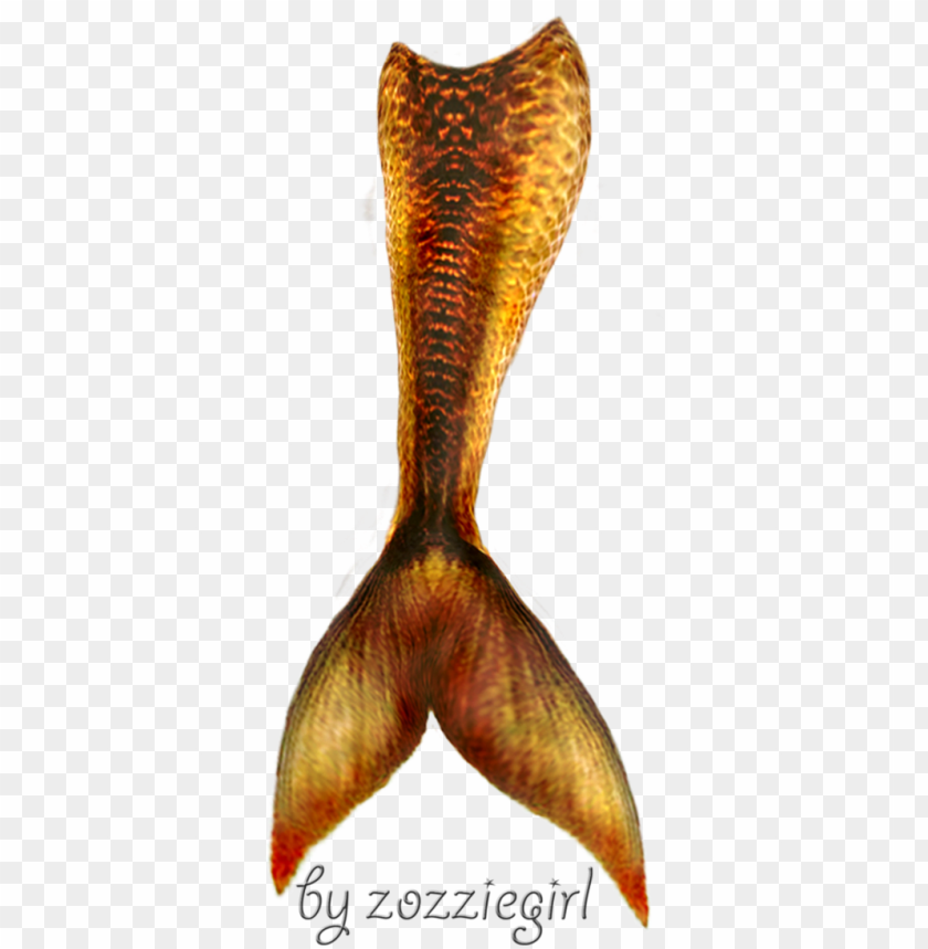Free download | HD PNG mermaid tail transparent mermaid tail ...