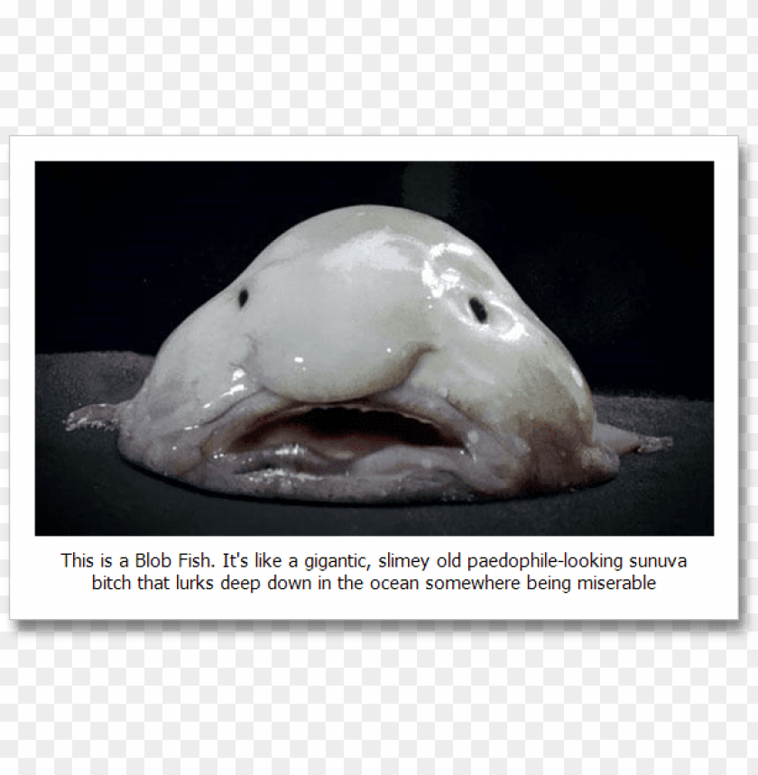 Free download | HD PNG messed up looking animals PNG transparent with ...