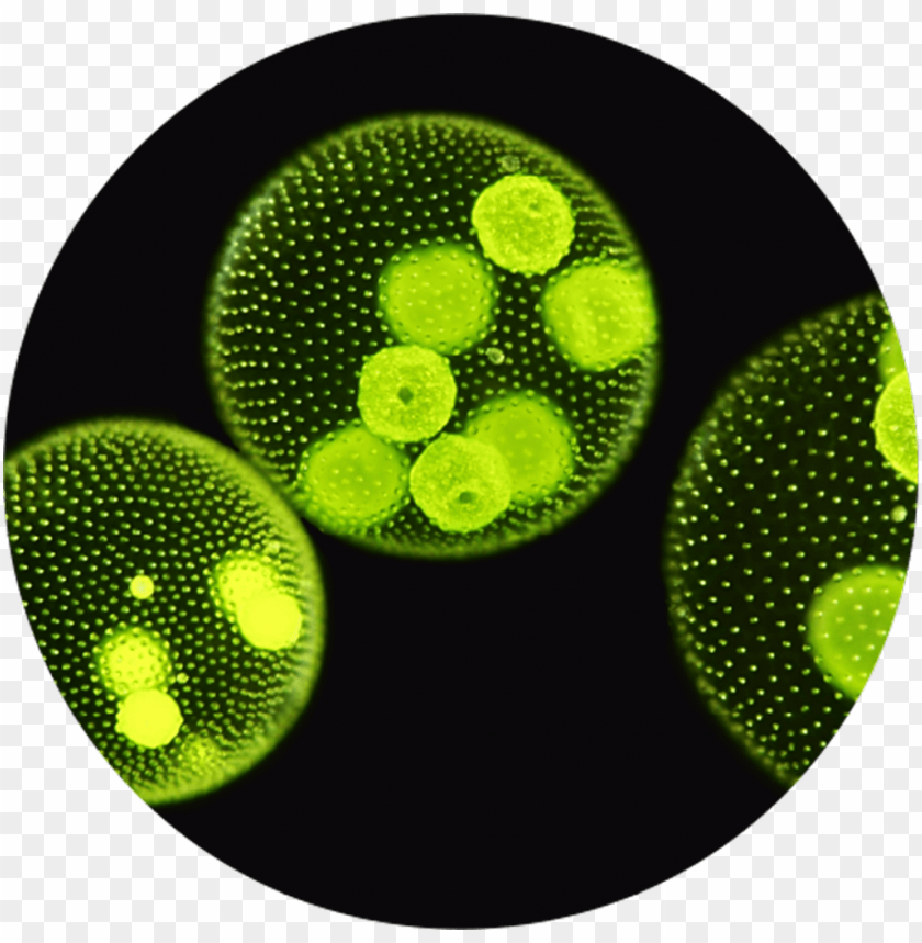 Free download | HD PNG microalgae microscope view image mixed green ...