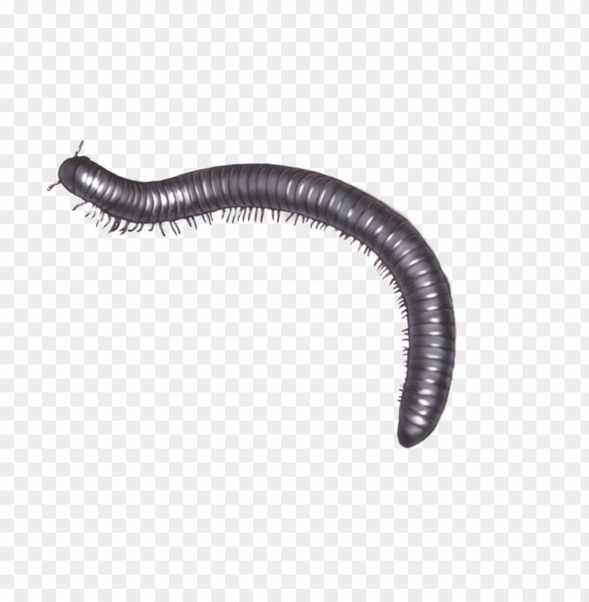 Free download | HD PNG millipede illustration | TOPpng