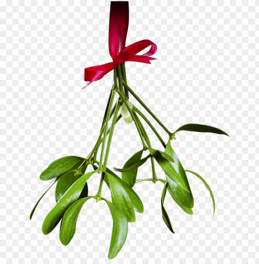 Free download | HD PNG mistletoe png images Background - image ID is ...