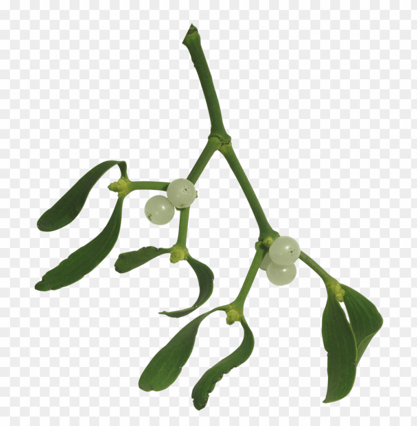 Free download | HD PNG mistletoe png images Background - image ID is ...
