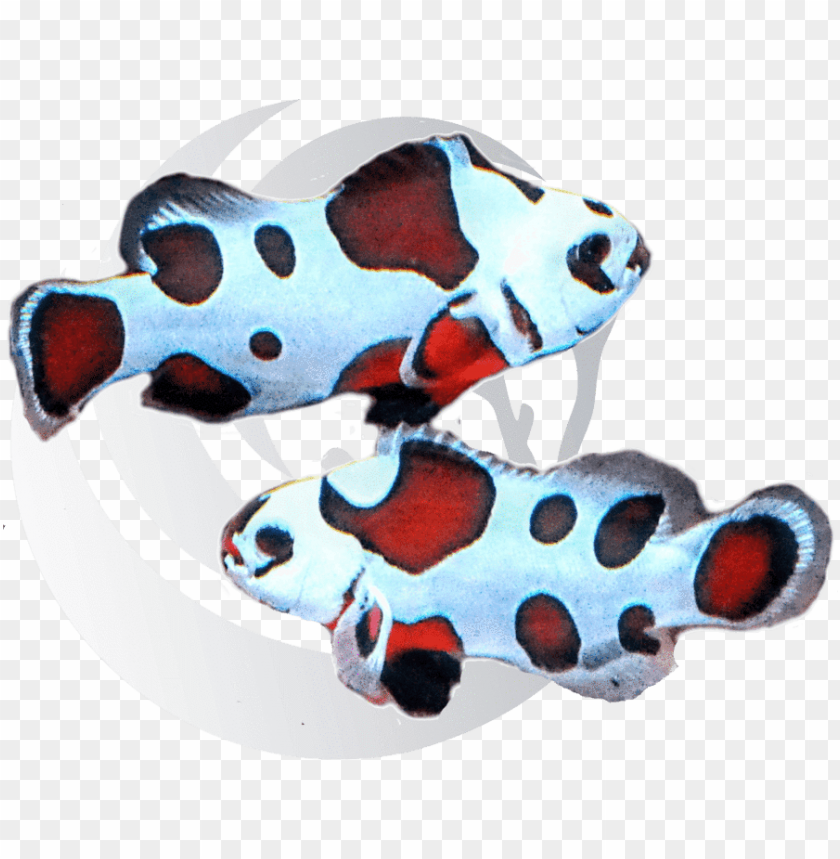 Free download | HD PNG mocha storm clown fish clownfish PNG transparent ...