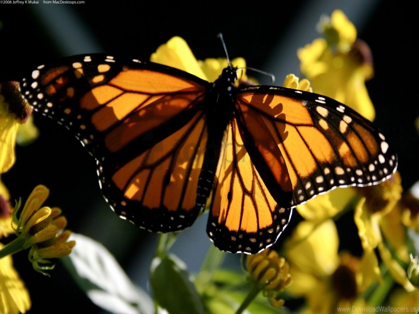 Free download | HD PNG monarch wallpaper background best stock photos ...