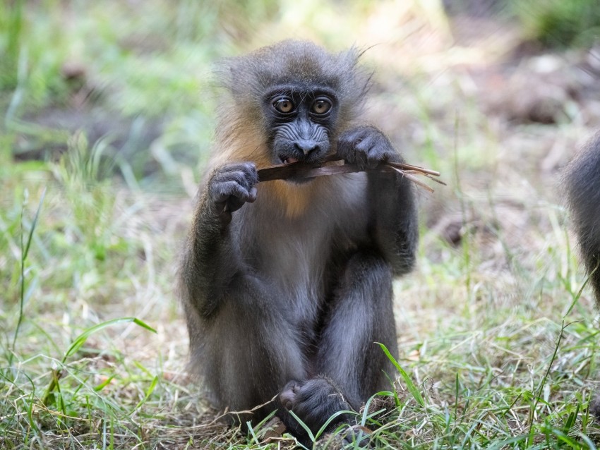 Patas Primate Png cutout PNG & clipart images | TOPpng