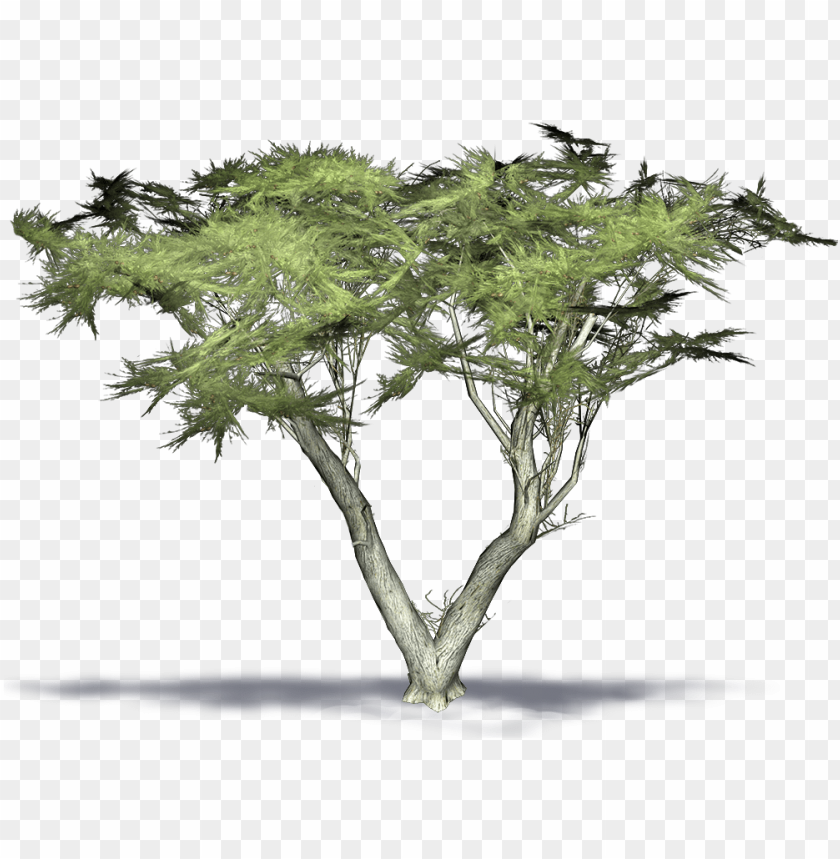 Free download | HD PNG monterey cypress 3d model PNG transparent with ...