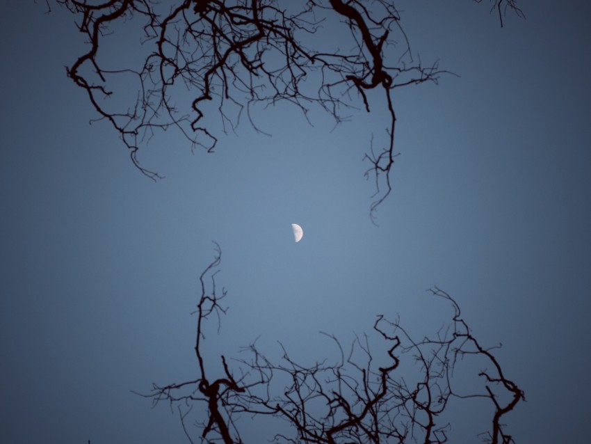 Free download | HD PNG moon branches bottom view night sky 4k wallpaper ...