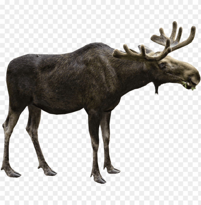 Free download | HD PNG moose | TOPpng