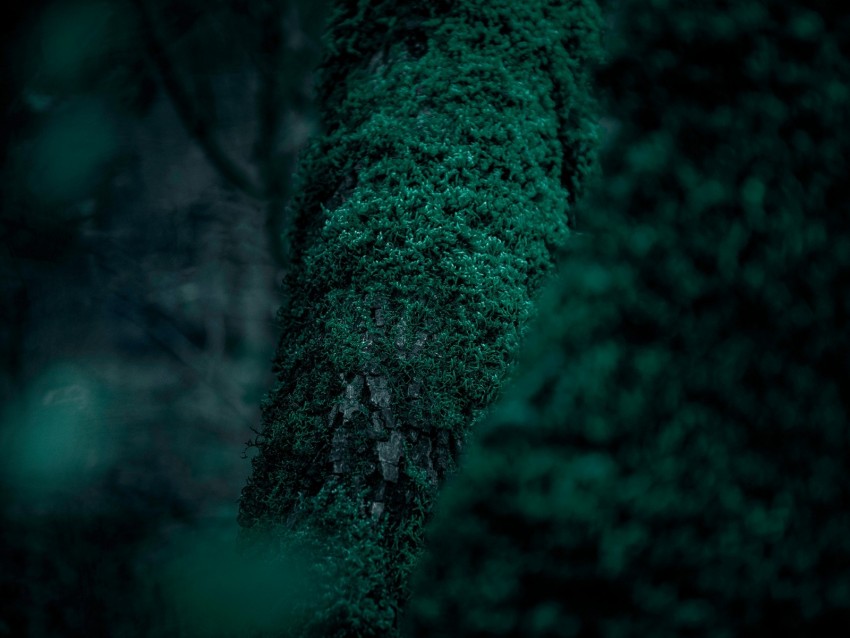 Free download | HD PNG moss vegetation leaves macro green tree 4k ...
