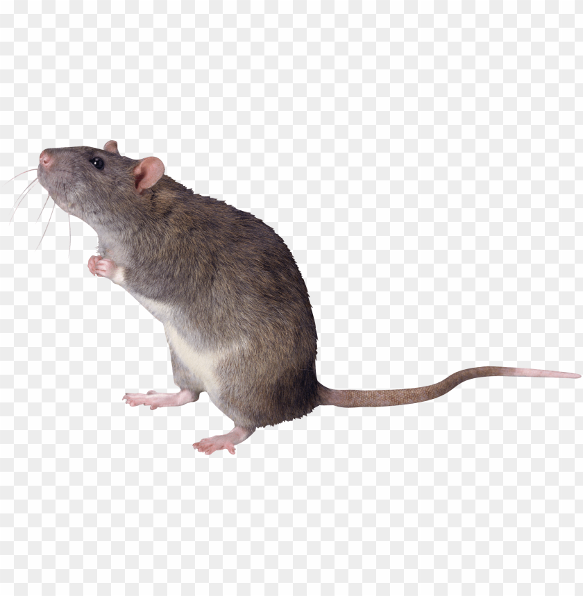Free download | HD PNG mouse | TOPpng